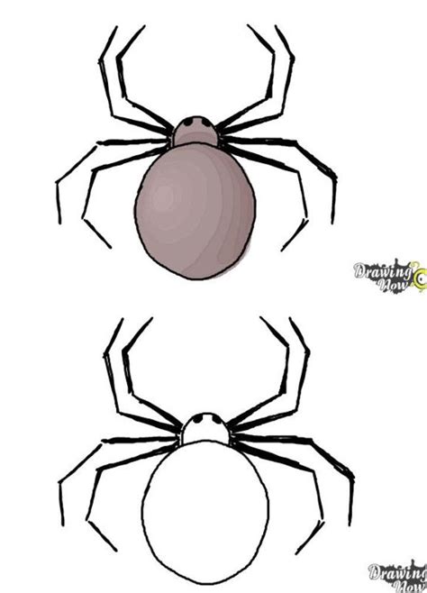 Image result for Basic Spider Drawing