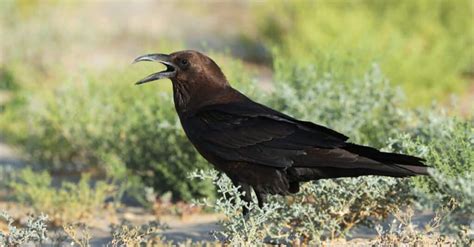 Raven vs Crow Size: How to Tell Them Apart - A-Z Animals