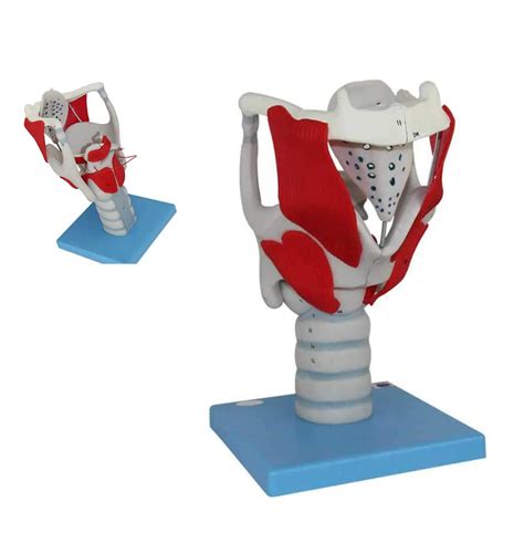 Image result for Larynx Function