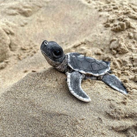 Image result for Polymer Clay Turtle Tutorial