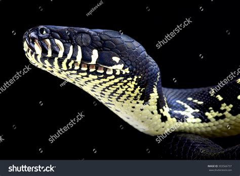 Image result for Boelen's Python