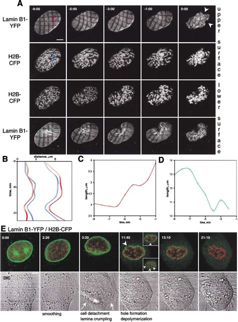 Image result for Nuclear Envelope Dissolution