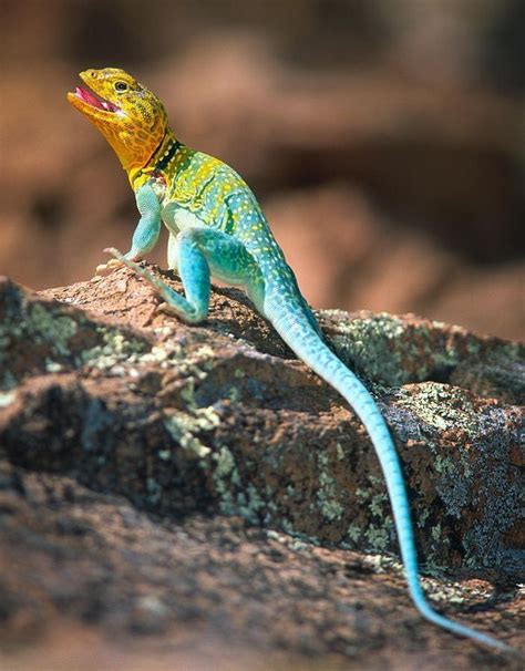 Image result for Blue Collared Lizard