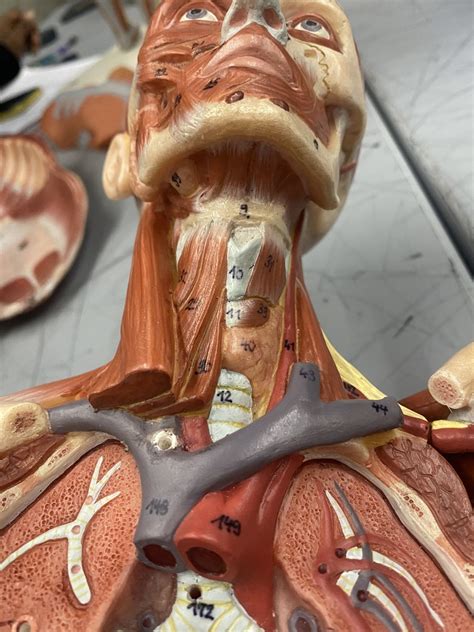 Image result for How to Build Neck Muscles Chart