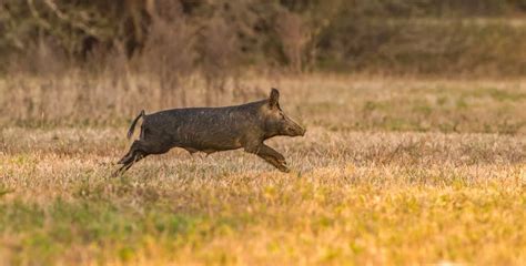 Image result for Wild Boar vs Python