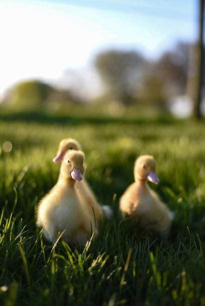 Image result for Spring Ducklings