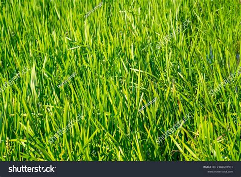 Image result for Swamp Grass Texture Minecraft