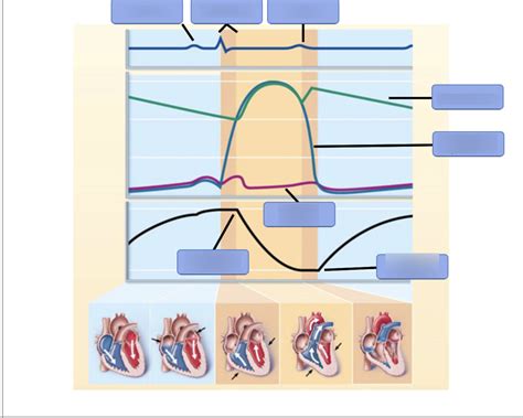 Image result for Cardiac Cycle Graph