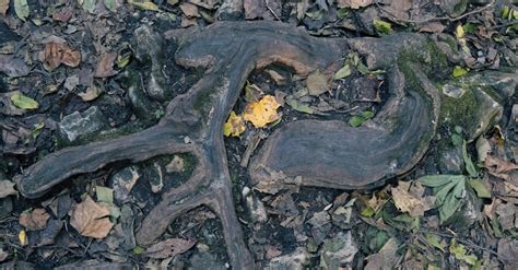 Image result for Tree Root Pattern