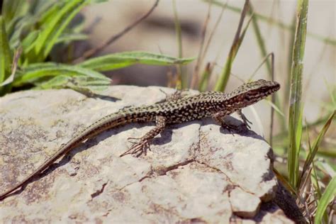 Image result for How to Catch a Lizard