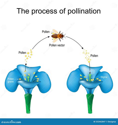 Image result for Types of Cross Pollination
