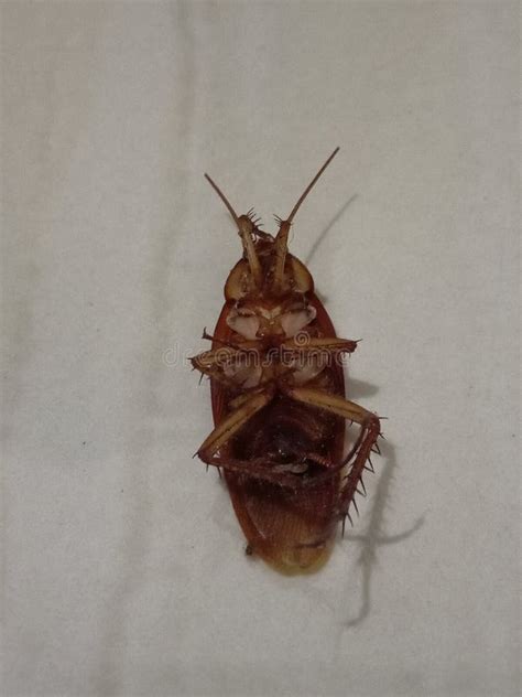 Image result for Cockroach On Its Back