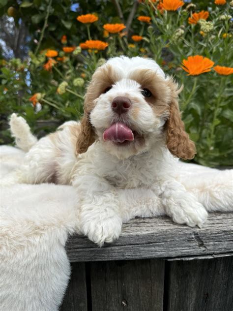 Image result for Cavapoo Eyes