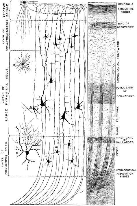 Image result for Cell Cortex