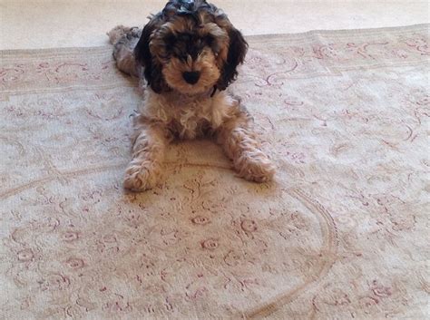 Image result for 6 Weeks Sable Cockapoo