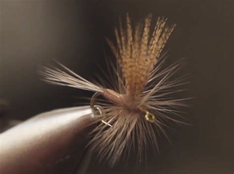 Image result for Red Quill Fly Pattern