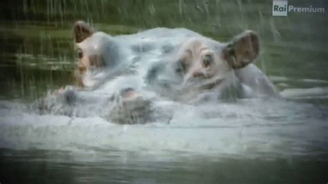 Image result for Sneezing Panda Exploding