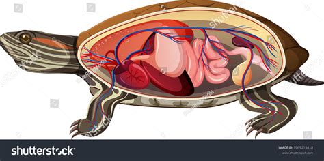Image result for Tortoise Body Parts