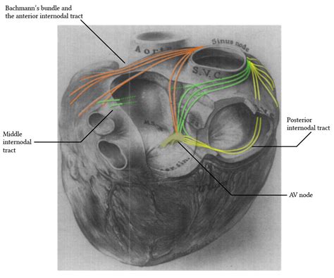 Image result for Cardiac Internodal Pathways