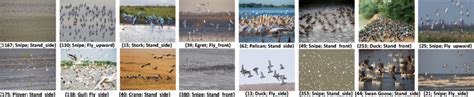 Image result for Example of RPA Bird Count