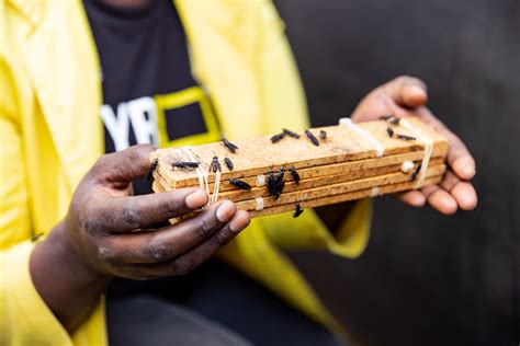 Image result for Insect Production