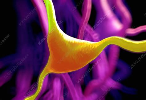 Image result for Cell Cortex