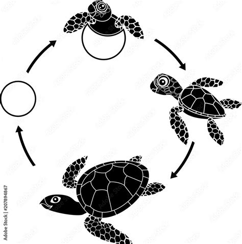 Image result for Turtle Life Cycle Videos