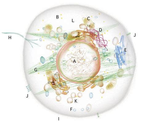 Image result for Components of Human Cell Only