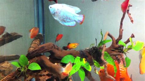 Image result for Rare Discus Fish