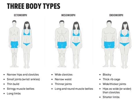 Image result for Types of Body Composition