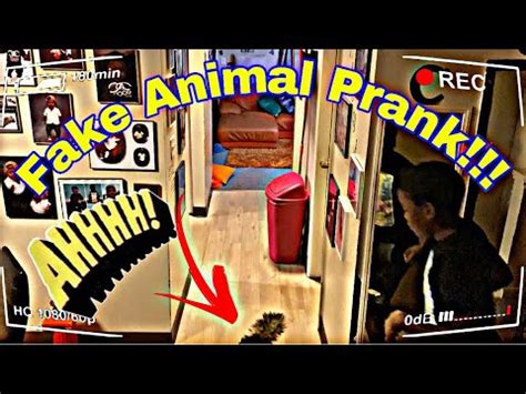 Image result for Exploding Animal Prank
