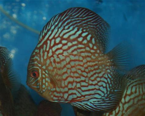 Image result for Peppered Discus