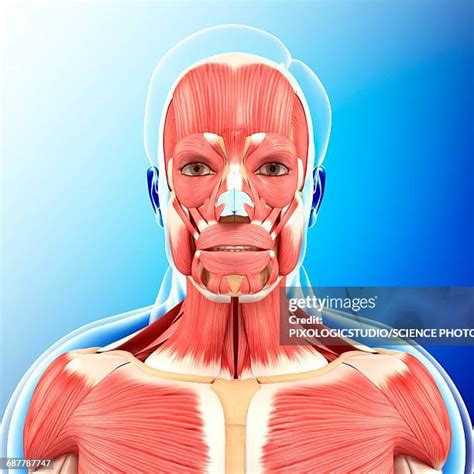 Image result for Neck Muscles Front View