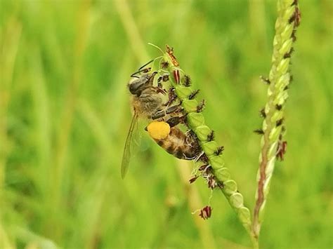 Image result for Bees While Pollinating