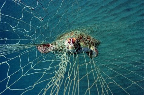 Image result for How to Catch a Turtle with a Net