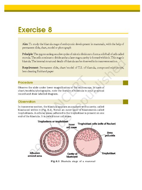 Image result for Blastula Development