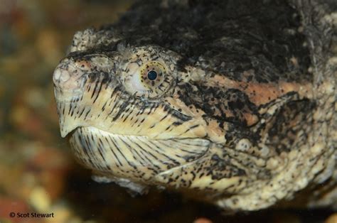 Image result for Michigan Snapping Turtle
