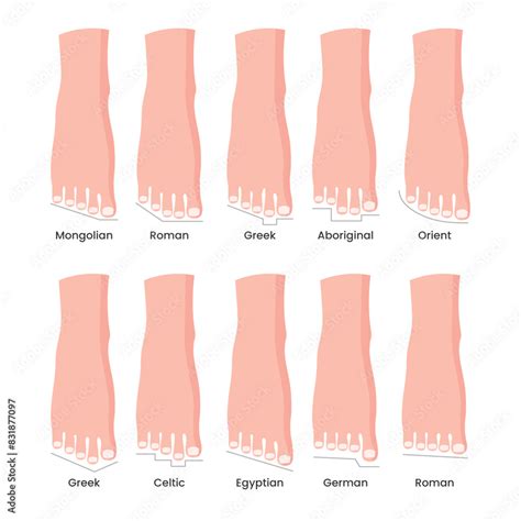 Image result for Different Types of Toes