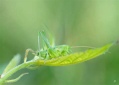 Image result for Using Only One Colour