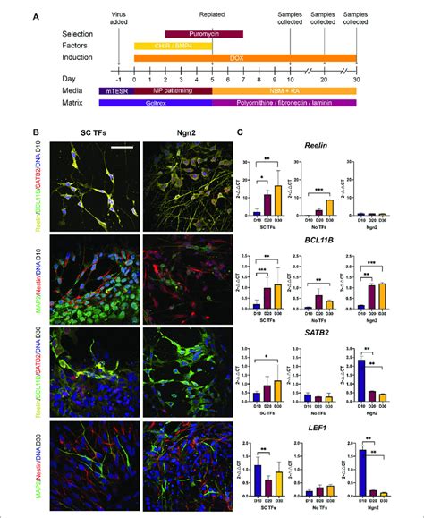 Image result for Stem Cell Reprogramming