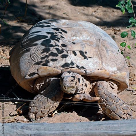 Image result for Large Tortoise