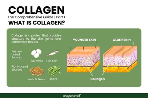 Image result for Collagen Function