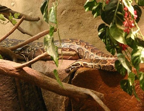 Image result for Rock Python