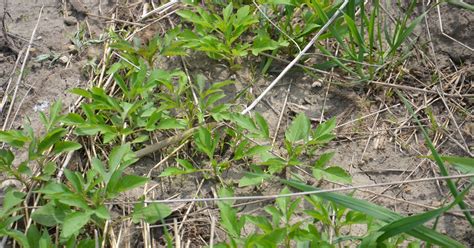 Image result for Dry Spring