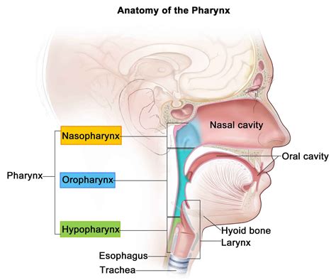Image result for Larynx Function