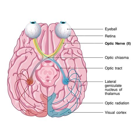 Image result for Visual System Cartoon