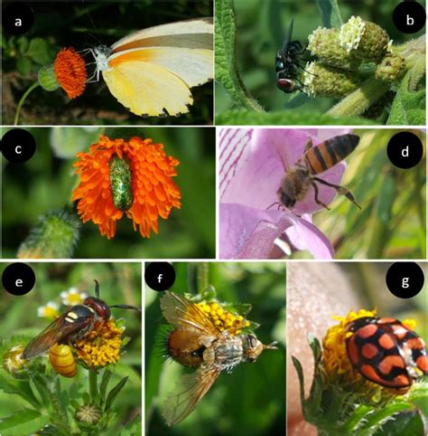 Image result for Types of Insect Pollinators