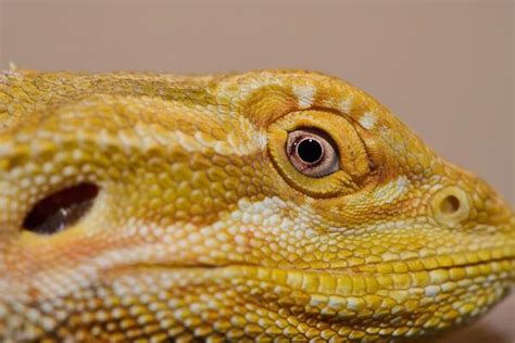 Image result for Lizard Face