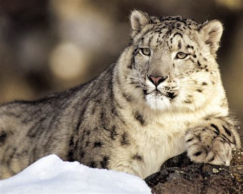 Image result for Snow Leopard Computer Wallpaper