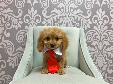 Image result for Male Cavapoo